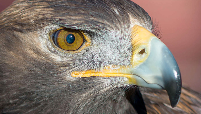Gus - Teton Raptor Center