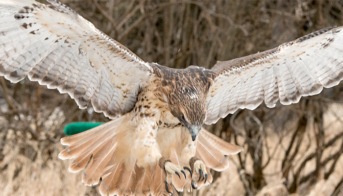 Hardeman - Teton Raptor Center
