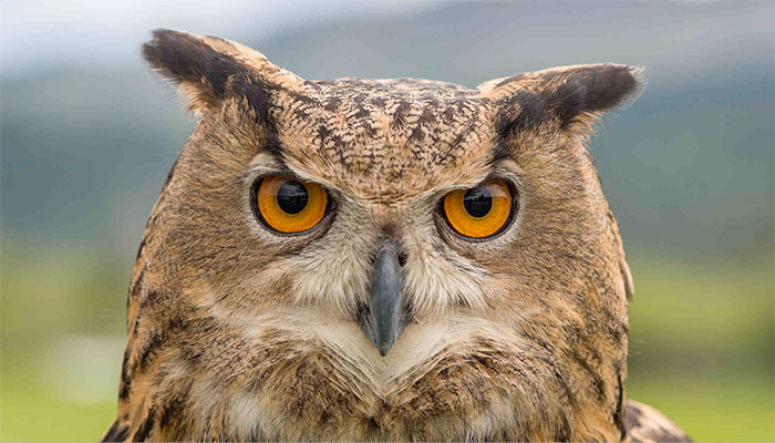 Gus - Teton Raptor Center