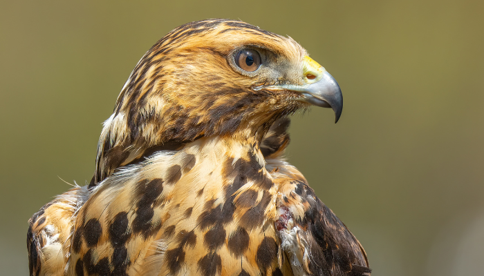 Pava - Teton Raptor Center