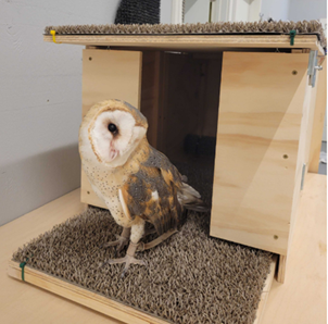 Manzana’s New Nest Box - Teton Raptor Center